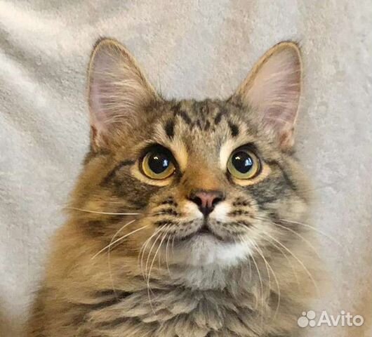 Котенок с забавным именем Компот, 8 месяцев