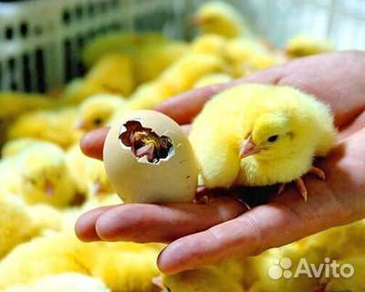 Цыплята