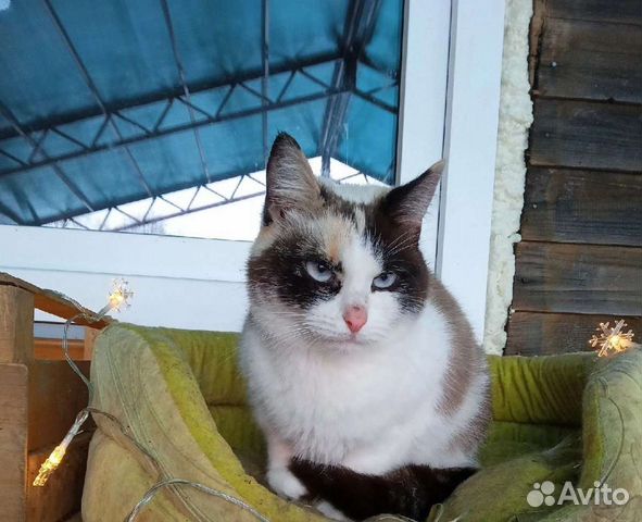 Кошечка Панда