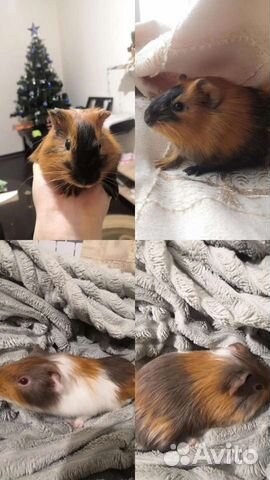 Морские свинки