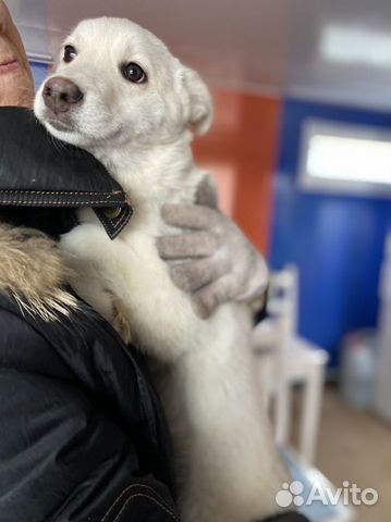 Щенок в добрые руки