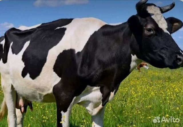 Корова тельная