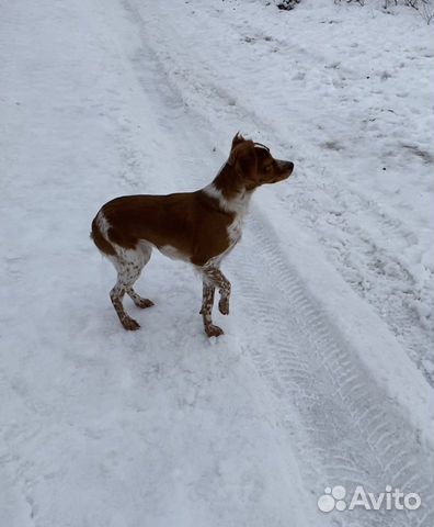 Эпаньоль бретон