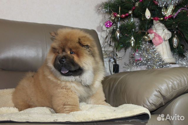 Чау-чау мальчик