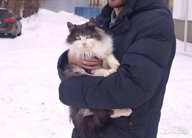 Котик в добрые руки