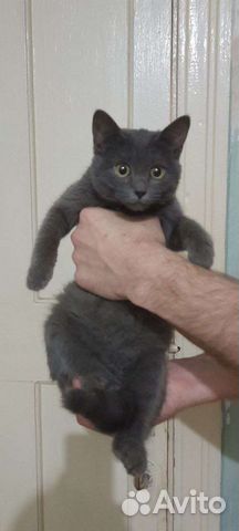 Котенок в добрые руки