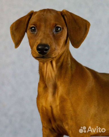 Пинчер Немецкий (Стандартный)