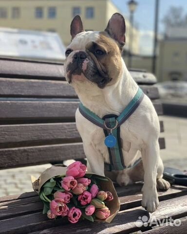 Случка, французский бульдог