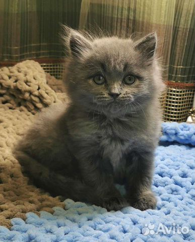Британские котята