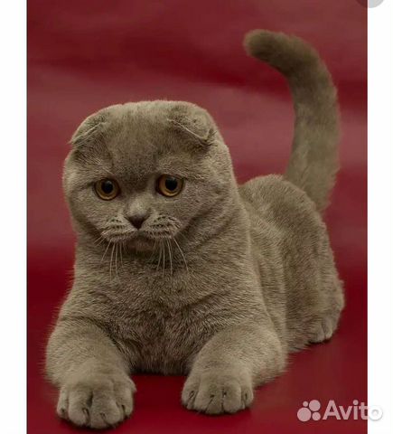 Шотландская вислоухая