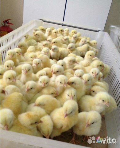 Бройлер суточный