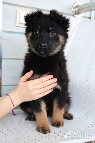 Щенки ищут дом