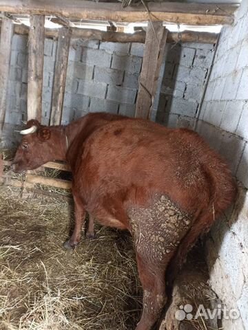 Продается стельная корова 50 тыс срочно