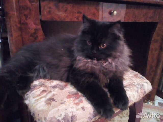 Девочки - шоколадные конфетки