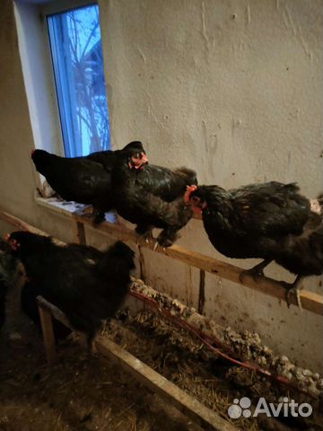 Куры несушки