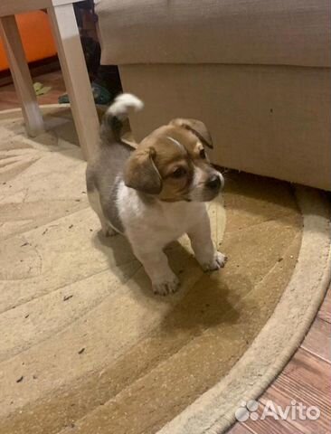 Щенки от маленькой собачки