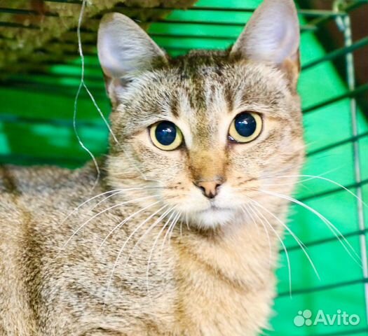 Веста - девочка в добрые руки