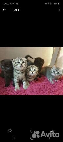 Кошка британская