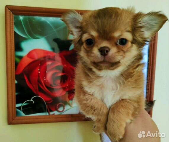 Чихуахуа мальчик красавчик