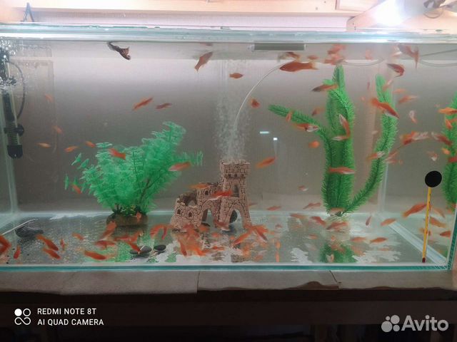 Красные меченосцы