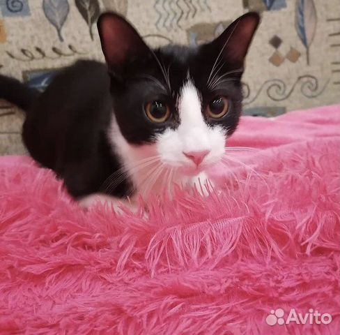 Кошка