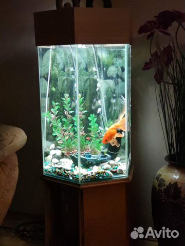 Аквариум