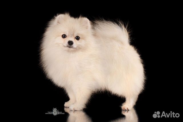 Померанский шпиц, очаровательный жених на вязку