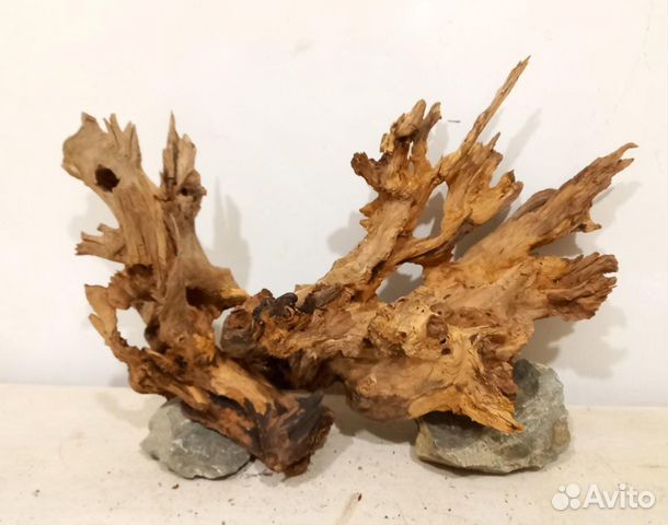 Коряги лоза винограда