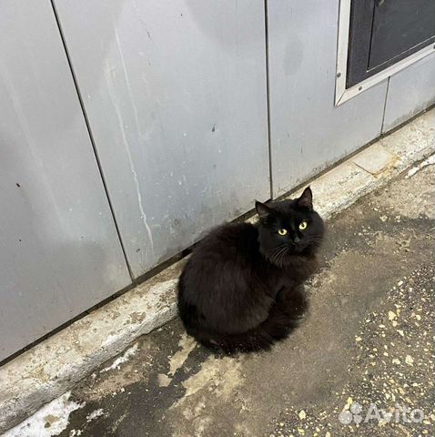 Котодети из приюта ищут своих родителей