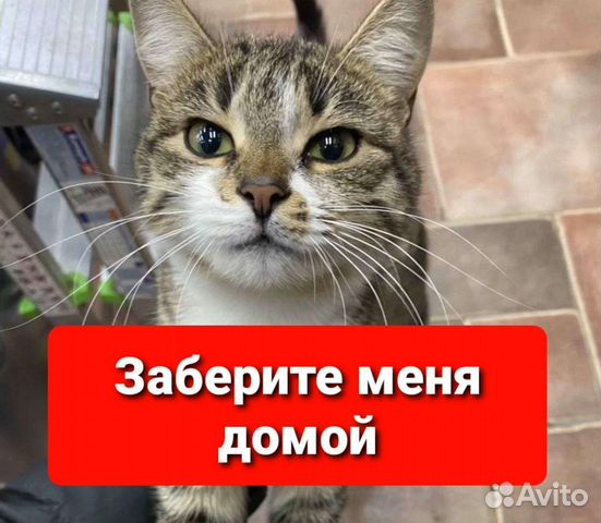 Котёнок замерзает, нужен дом