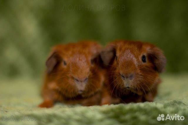 Малыши английские селфы от импортных родителей