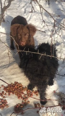 Собаки ищут друга
