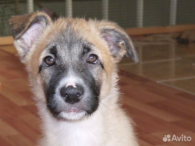 Щенки