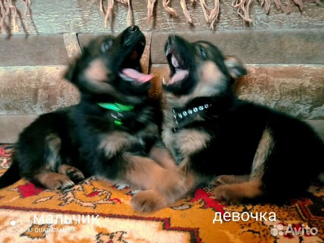 Щенки немецкой овчарки