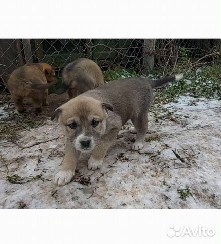 Щенки в добрые руки