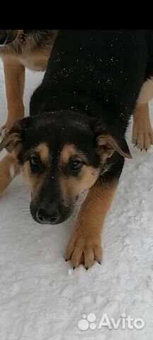 Щенки (сучка, 2 месяца), в добрые руки. Мама пород