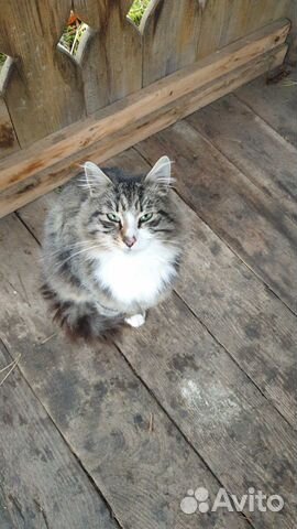 Ищет дом замурчательный котик