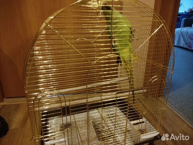 Ожереловый попугай(7 месяцев,мальчик) с клеткой