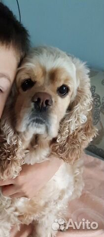 Щенки американцы