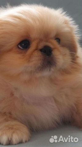Ищем пекинеса на вязку