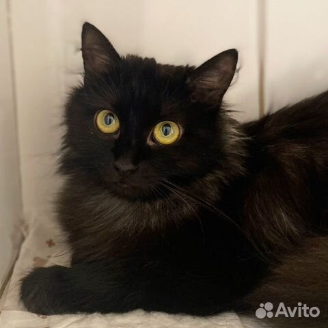 Пушистая кошка в добрые руки