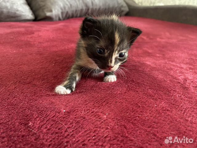 Котенок девочка метис британец