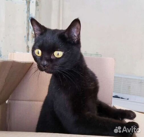 Невероятная чёрная красавица