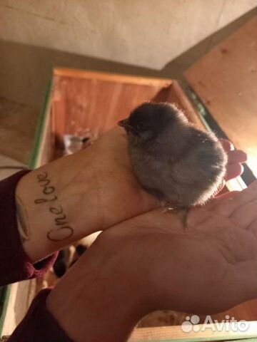 Куры цыплята