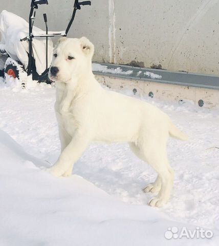 Щенки алабая (среднеазиатская овчарка)