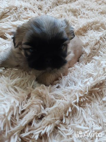 Щенки пекинеса