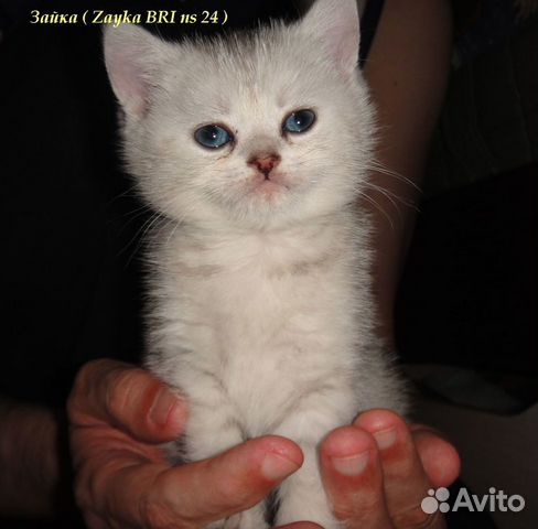 Британский котенок Зайка с небританским характером