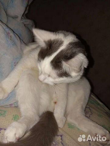 Кошка