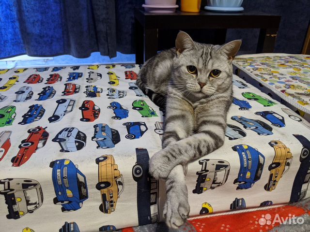 Шотландский прямоухий кот