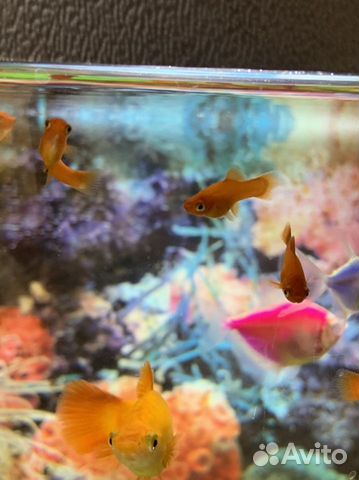 Малек меченосца